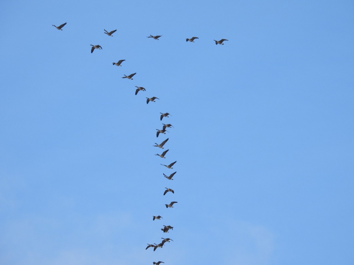 eBird Checklist - 13 Jan 2024 - Milwaukee Lake Express Ferry Terminal ...