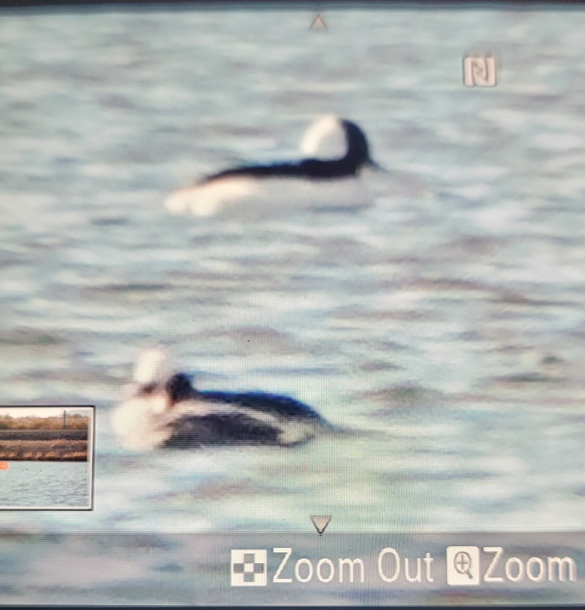 eBird Checklist - 7 Jan 2024 - Gila Bend Sewage Ponds - 1 species