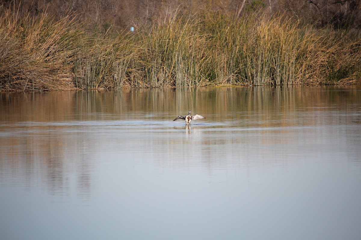 eBird Checklist - 13 Jan 2024 - San Joaquin Wildlife Sanctuary ...
