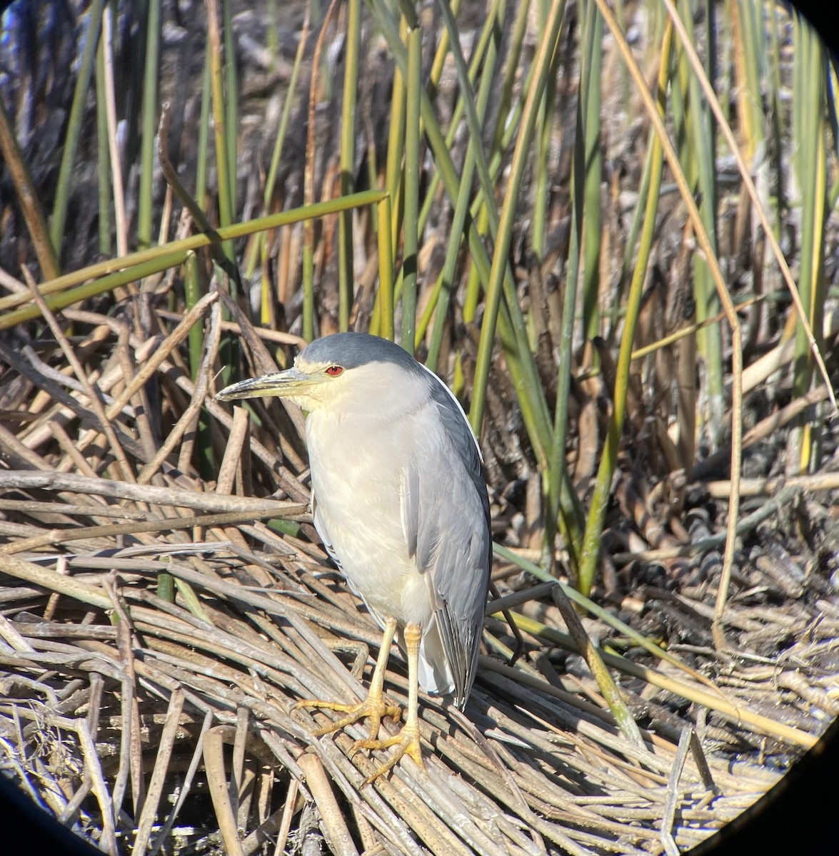 eBird Checklist - 13 Jan 2024 - Piute Ponds (permit required) - 46 species