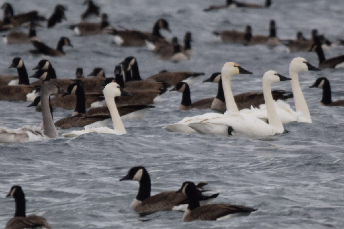 eBird Checklist - 13 Jan 2024 - Kingston--Finkle's Shore Park - 12 species