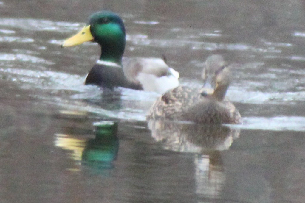 eBird Checklist - 13 Jan 2024 - Boston Nature Center Wildlife Sanctuary ...