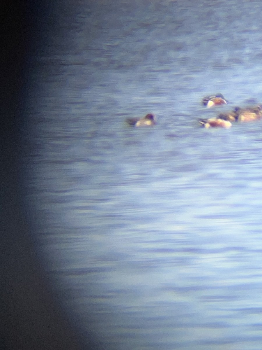 eBird Checklist - 13 Jan 2024 - Piute Ponds (permit required) - 60 ...