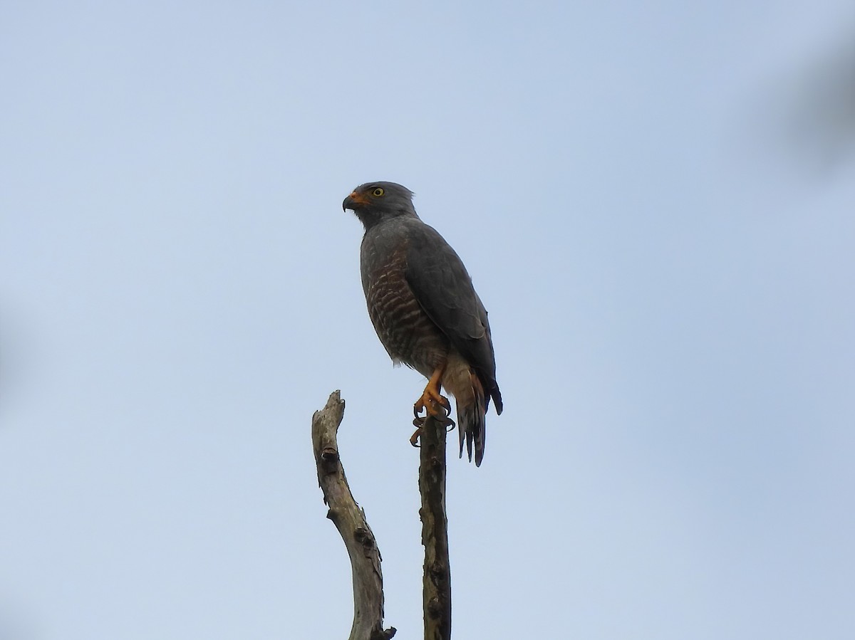 eBird Checklist - 20 Oct 2023 - Canopy Lodge - 18 species (+1 other taxa)