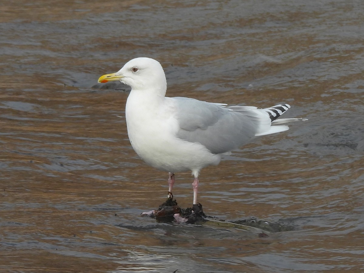 eBird Checklist - 13 Jan 2024 - Oakville--Bronte Harbour - 15 species