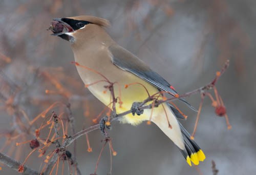 eBird Checklist - 13 Jan 2024 - Tomahawk Bohemian Waxwing tour - 8 species