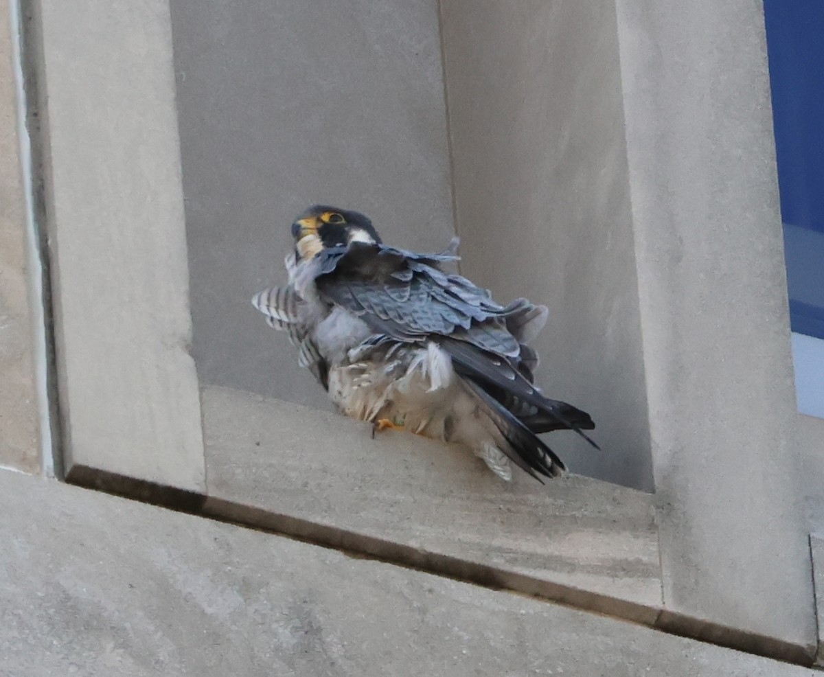 Pennsylvania Bird Atlas Checklist - 13 Jan 2024 - Temple University - 10 species