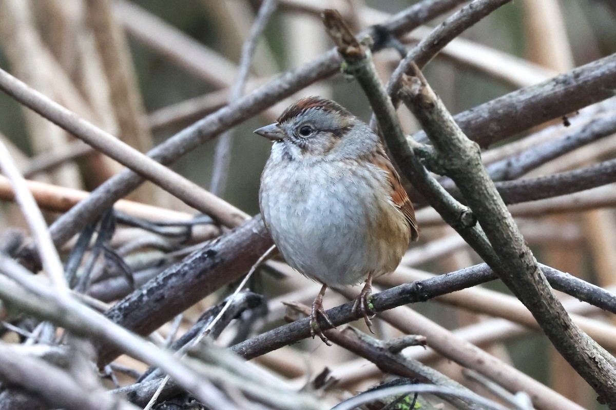 eBird Checklist - 13 Jan 2024 - San Joaquin River NWR--Pelican Trail ...