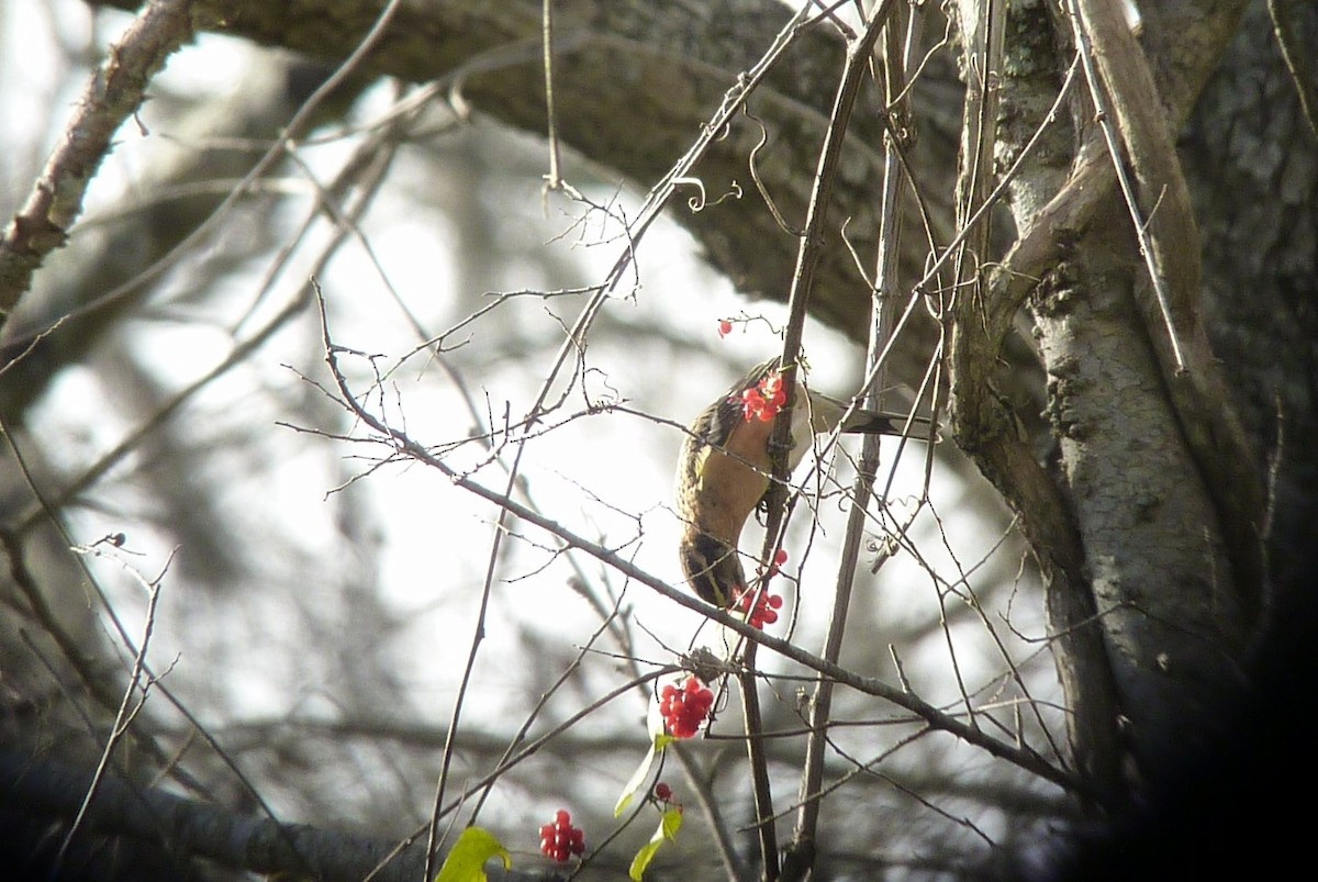 eBird Checklist - 13 Jan 2024 - Brazos Bend SP—Hale Lake - 13 species