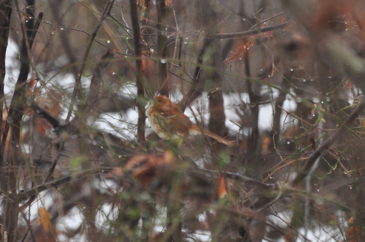 eBird Checklist - 7 Jan 2024 - Struble Lake - 52 species (+2 other taxa)