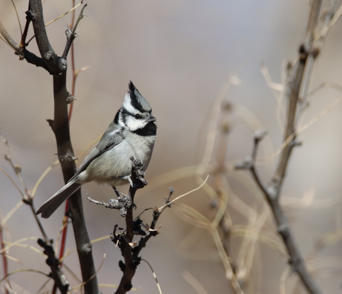 eBird Checklist - 13 Jan 2024 - Las Animas Creek (Sierra Co.) - 14 ...