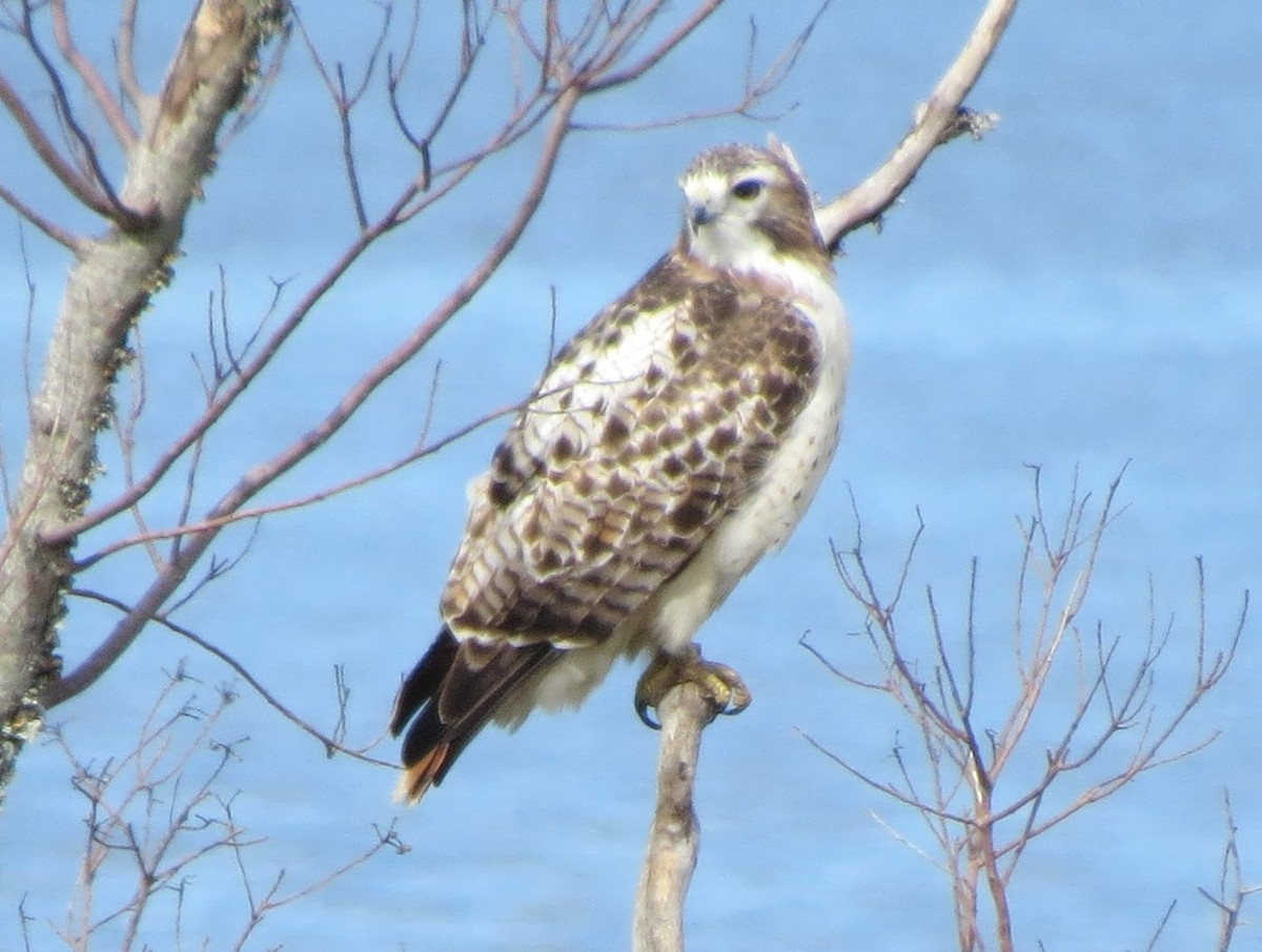 eBird Checklist - 13 Jan 2024 - Causeway to Singing River Island - 18 ...