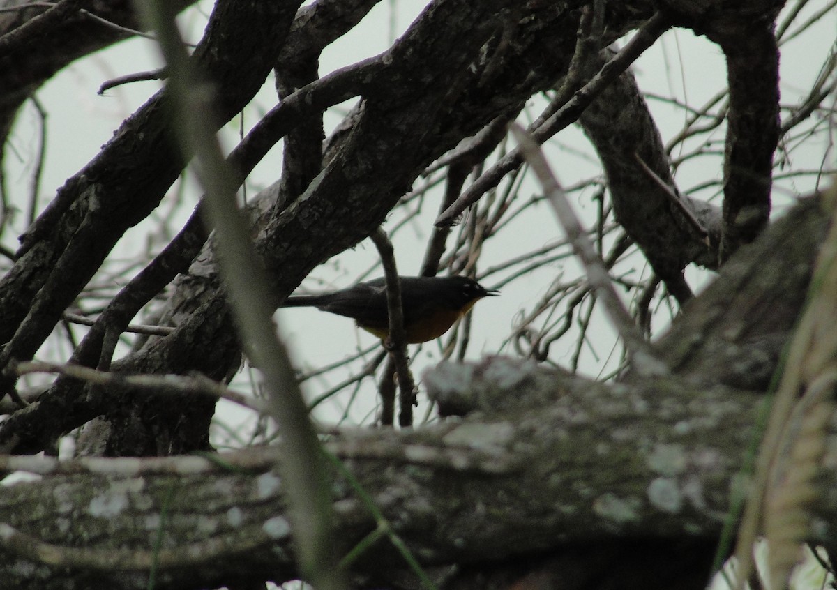 eBird Checklist - 13 Jan 2024 - Univ. of Texas, RGV (Brownsville ...