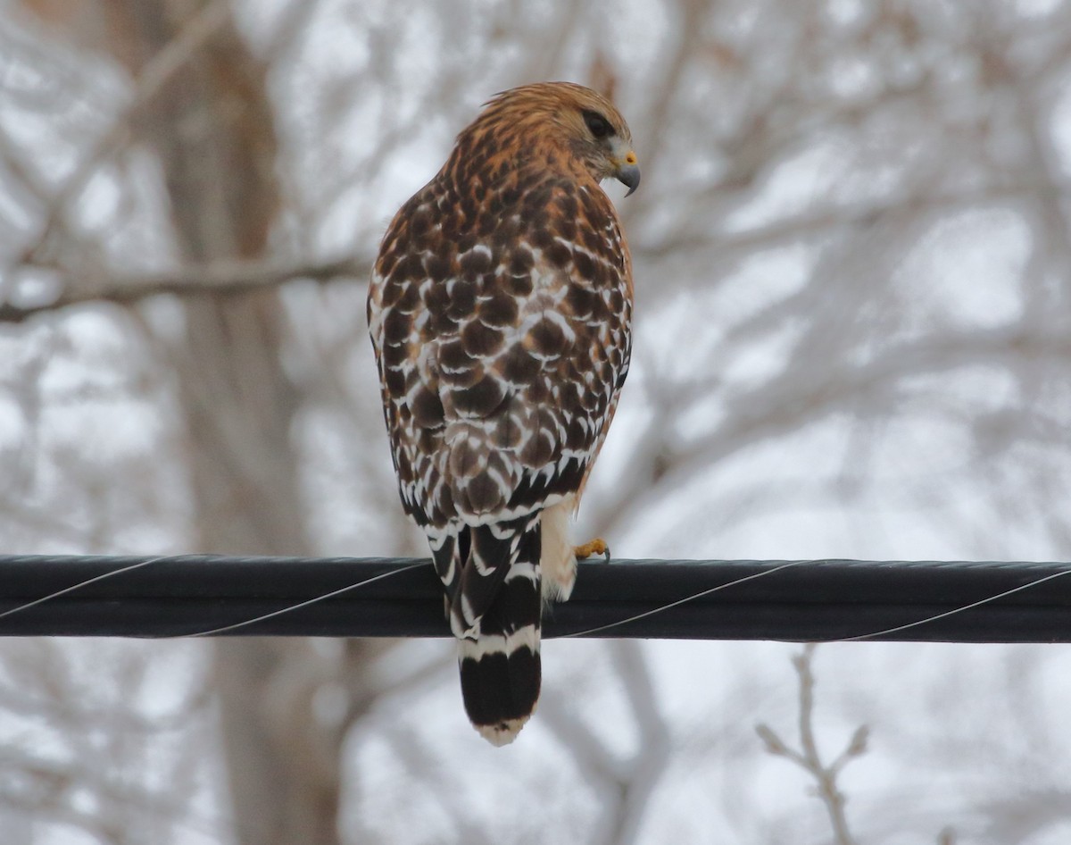 eBird Checklist - 13 Jan 2024 - 3250 Schurz Highway, Fallon, Nevada, US ...