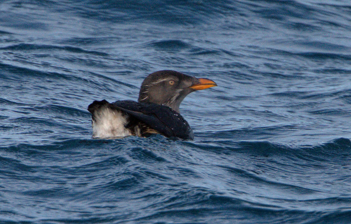 eBird Checklist - 13 Jan 2024 - (35.4100,-121.0649) - 16 species (+2 ...