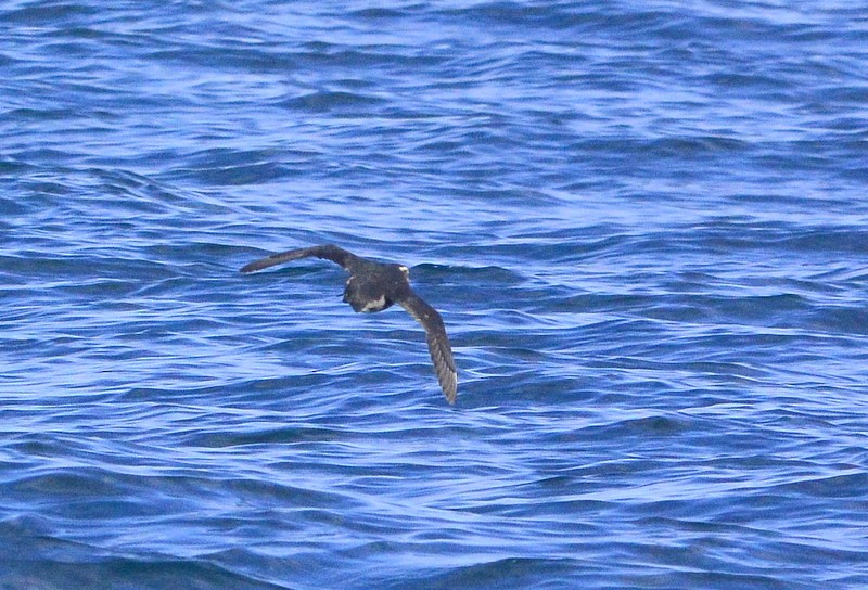 eBird Checklist - 13 Jan 2024 - Estero Bay pelagic--nearshore waters ...