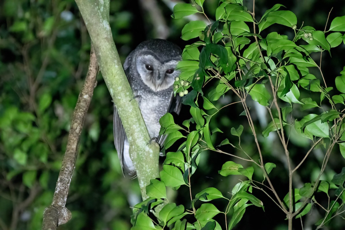 eBird Checklist - 17 May 2021 - Hidden Valley Gate, Jilliby State ...
