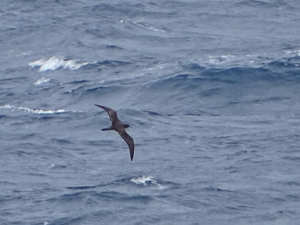 eBird Checklist - 14 Jan 2024 - Mistral Point, Maroubra - 5 species
