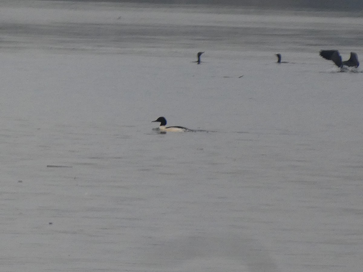 eBird Checklist - 13 Jan 2024 - Aiguamolls de l'Empordà PNat ...