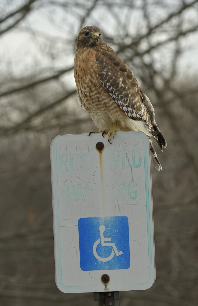 eBird Checklist - 12 Jan 2024 - Core Creek Park - 33 species (+1 other ...