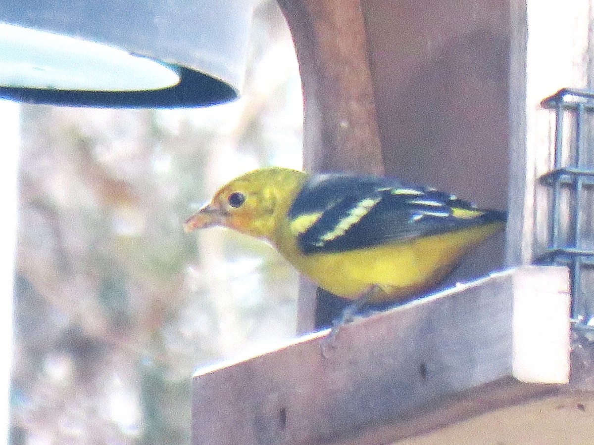 eBird Checklist - 14 Jan 2024 - 2839 Sterling Park Drive, Raleigh ...
