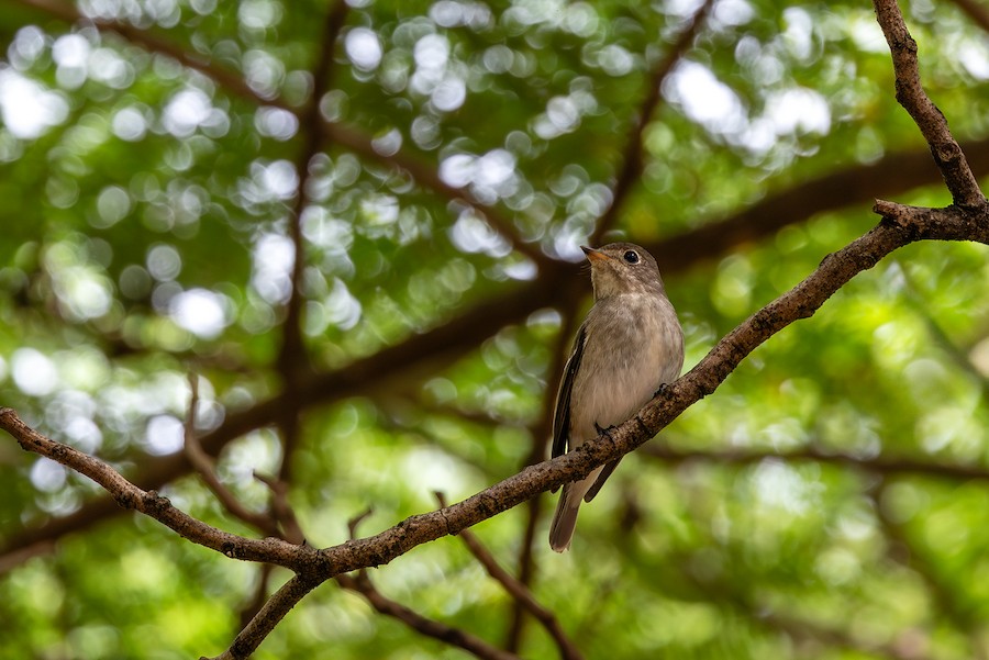 Muscicapa sp. - eBird