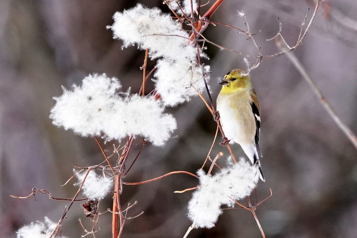 eBird Checklist - 14 Jan 2024 - Cimetière de Laval/Mt. Pleasant - 13 ...