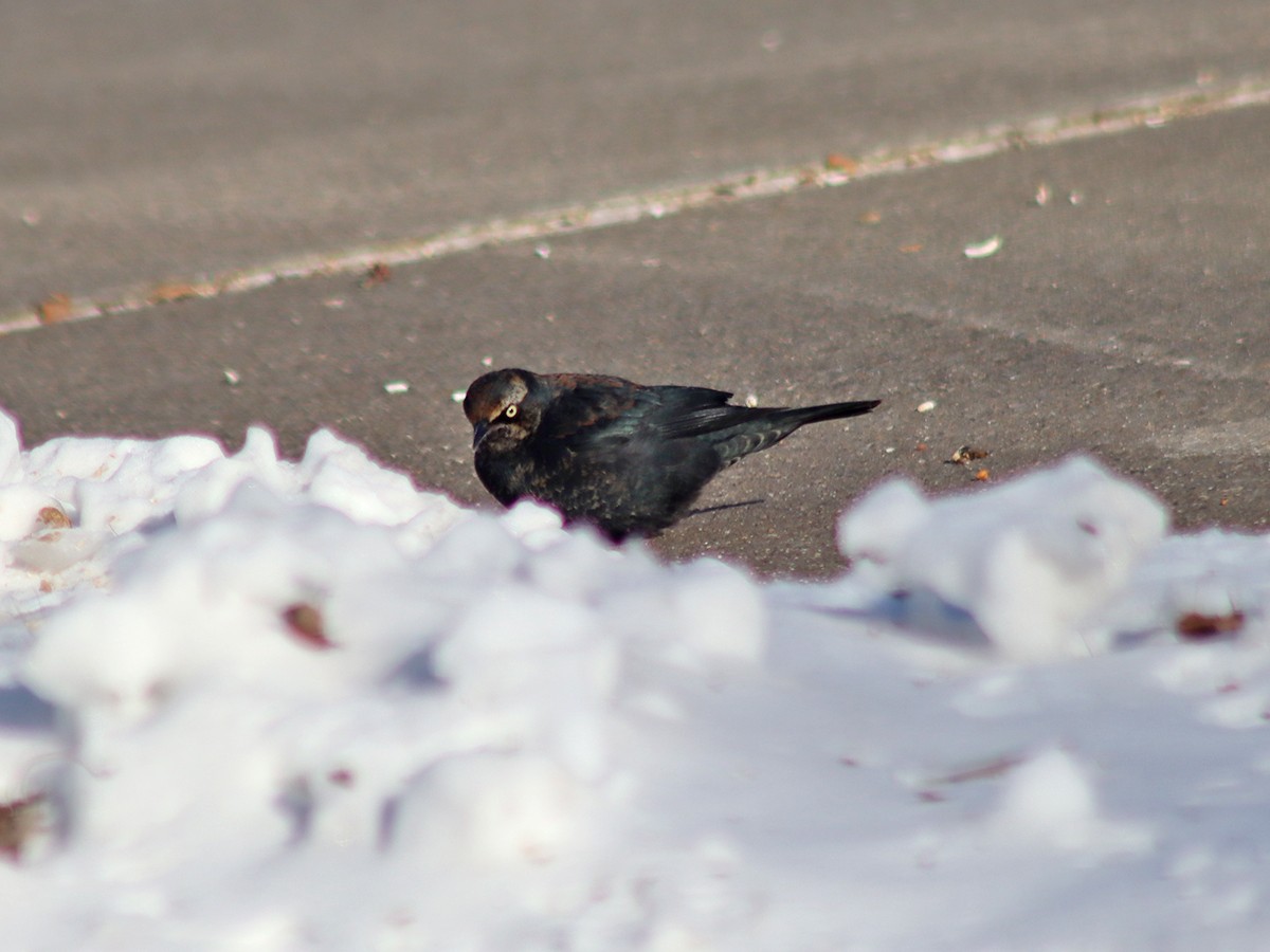 eBird Checklist - 14 Jan 2024 - Plessner Residence - 7 species