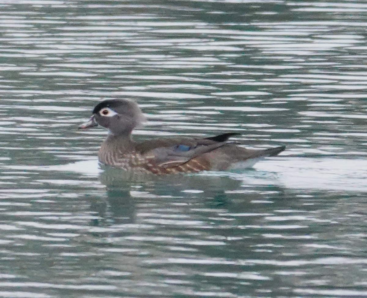 eBird Checklist - 14 Jan 2024 - Millardsville Rd Pond - 7 species