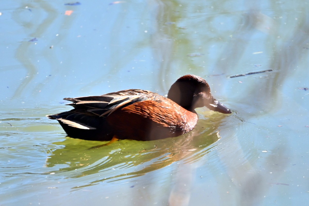 eBird Checklist - 13 Jan 2024 - Riparian Preserve at Gilbert Water ...