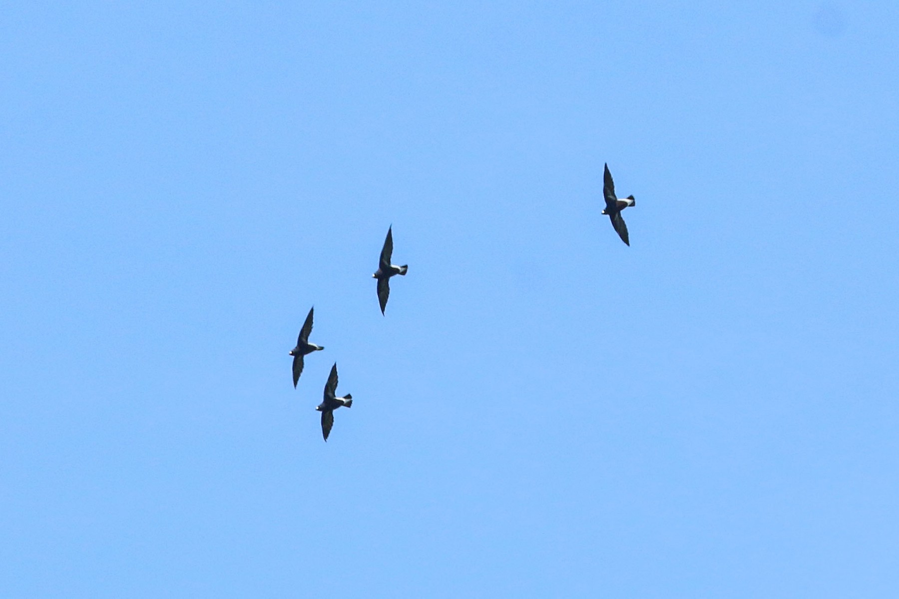 Purple Needletail - eBird