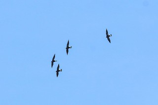 Purple Needletail - Hirundapus celebensis - Birds of the World