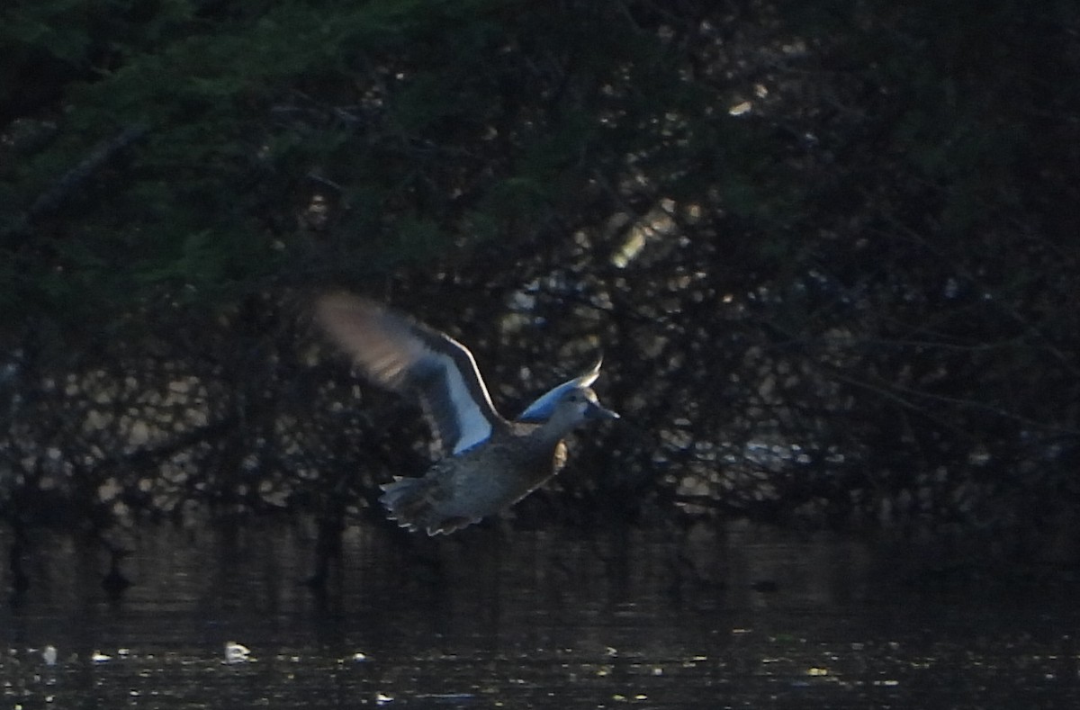 eBird Checklist - 12 Jan 2024 - Muizenberg Dam - 13 species