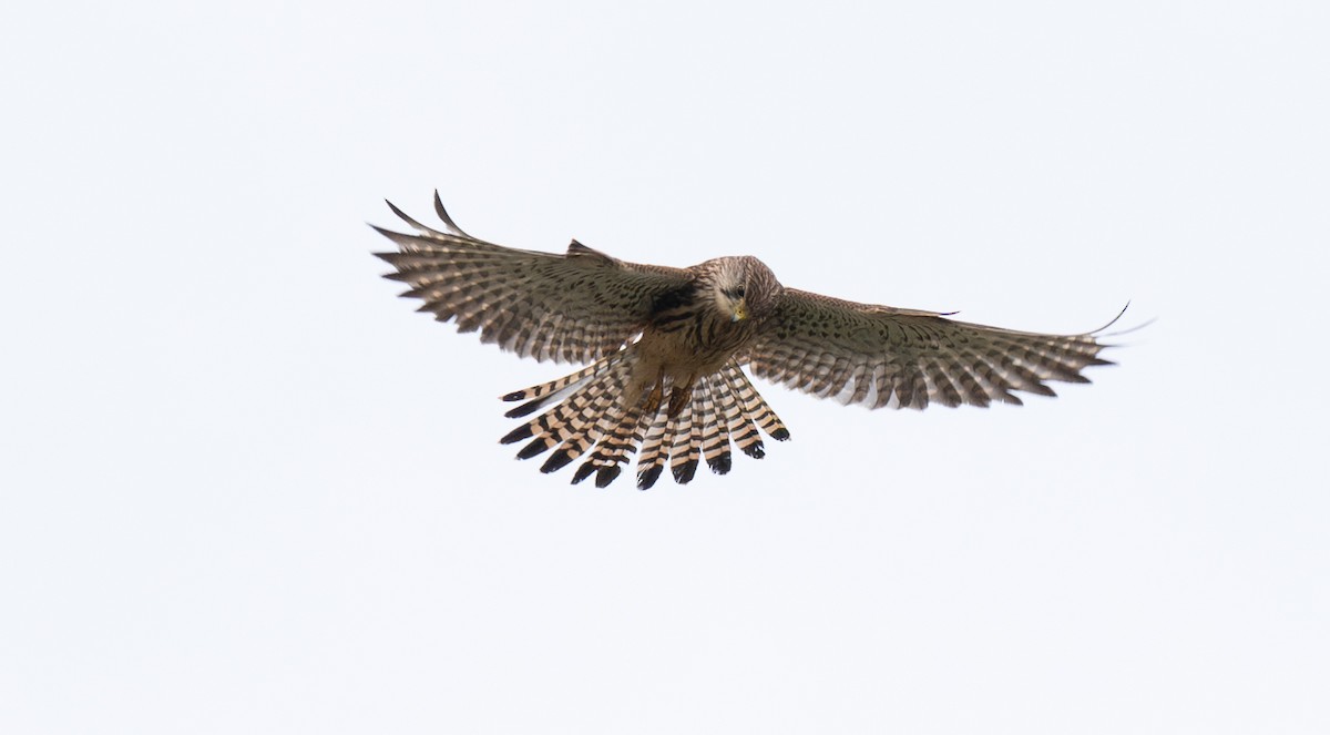 eBird Portugal Checklist - 8 Jan 2024 - Ponta de São Lourenço - 6 species