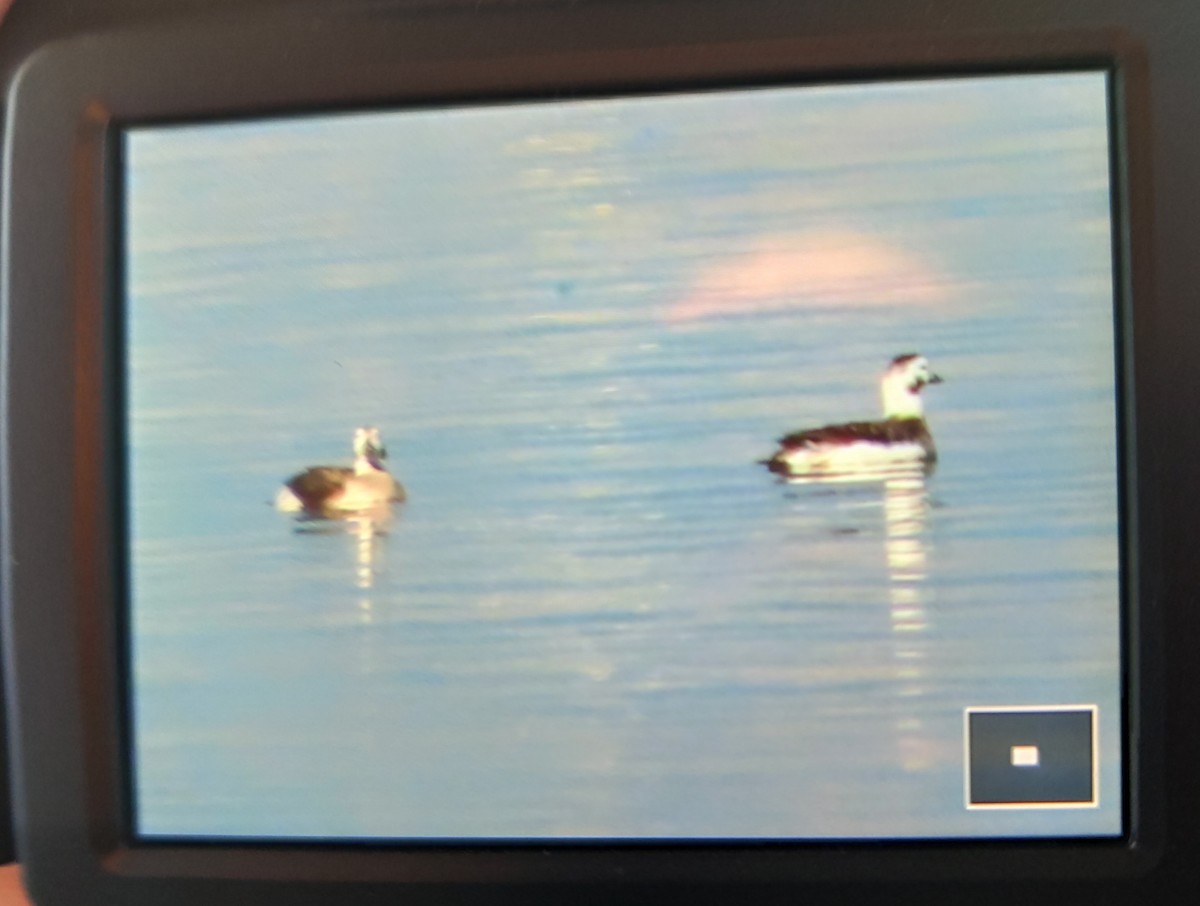 eBird Checklist - 14 Jan 2024 - Lake Volvi and Koroneia National Park ...