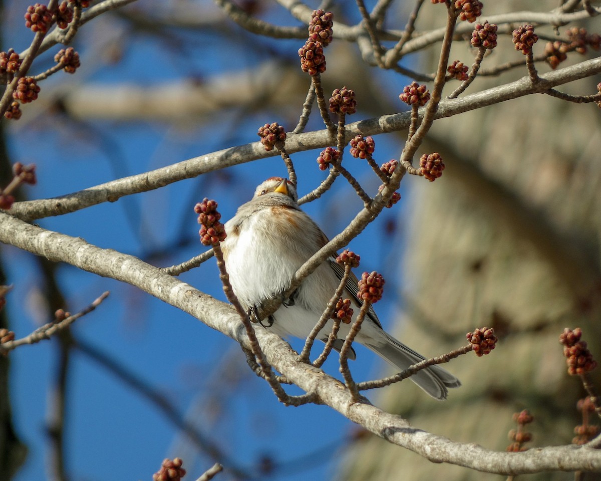 eBird Checklist - 14 Jan 2024 - PPG Lime Lakes - 15 species