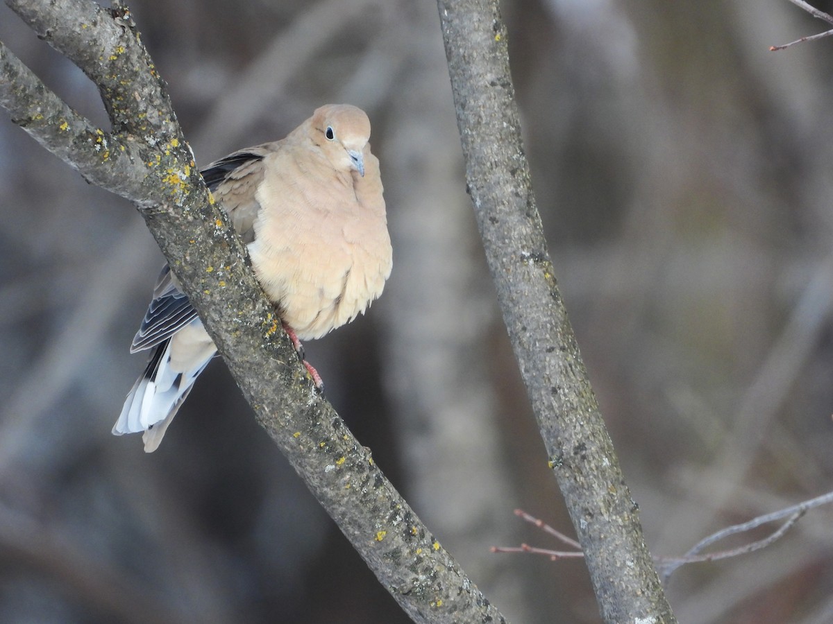 eBird Checklist - 14 Jan 2024 - Cimetière de Laval/Mt. Pleasant - 15 ...