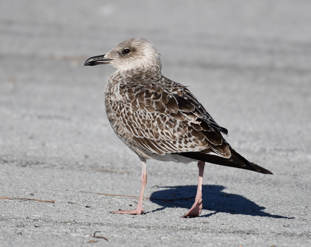 eBird Checklist - 14 Jan 2024 - Pascagoula Point Park - 8 species