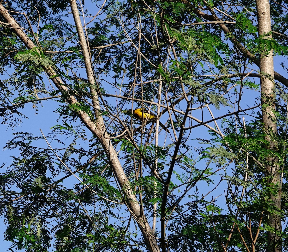 eBird Checklist - 9 Dec 2023 - National Butterfly Center--General ...