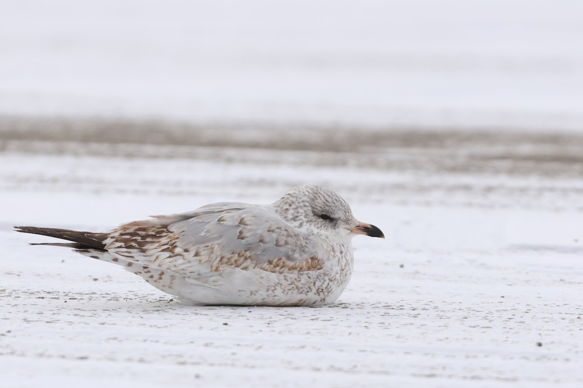 eBird Checklist - 14 Jan 2024 - Fairfax Beach Lake Monroe - 8 species