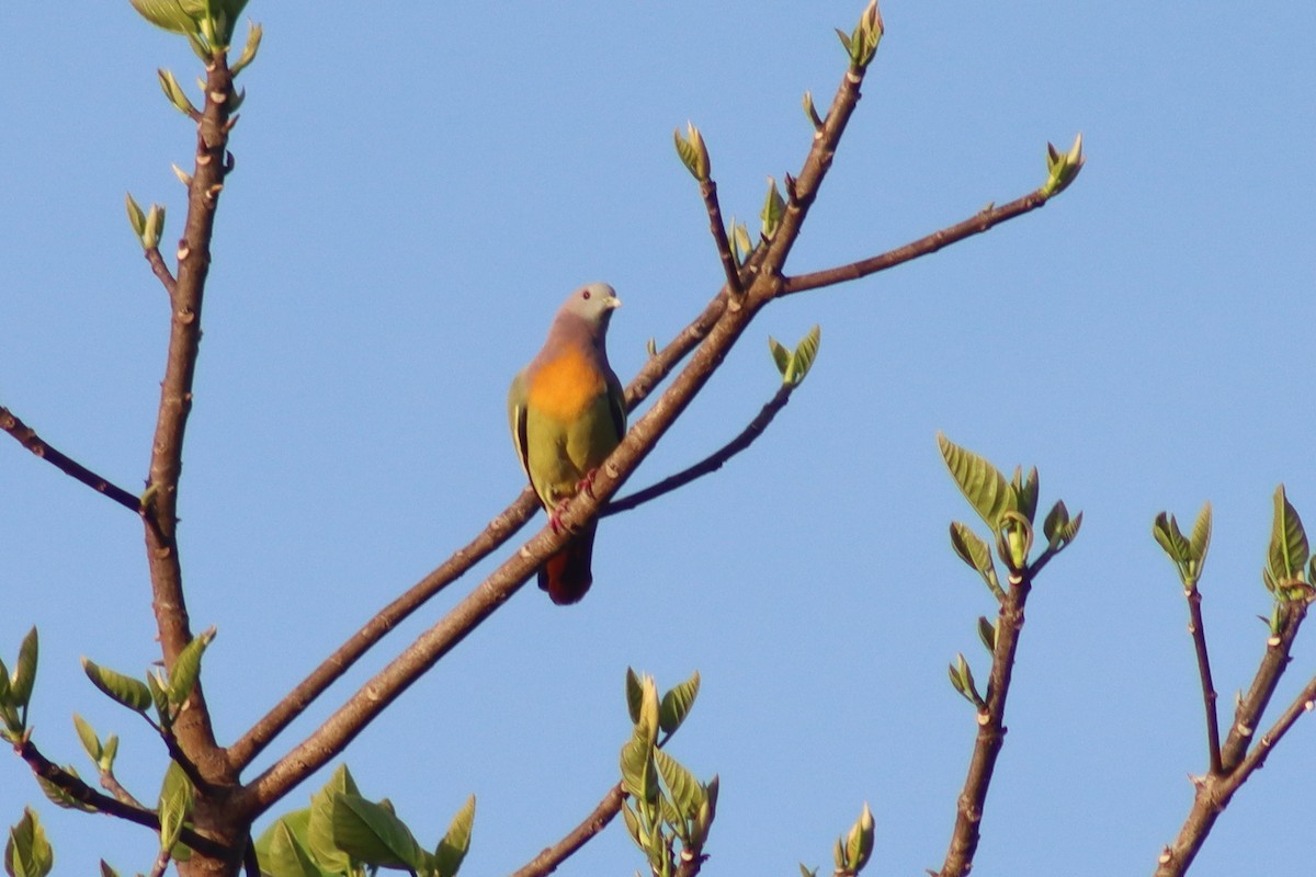 eBird Checklist - 15 Jan 2024 - Lag-asan, Bago City - 15 species (+1 ...