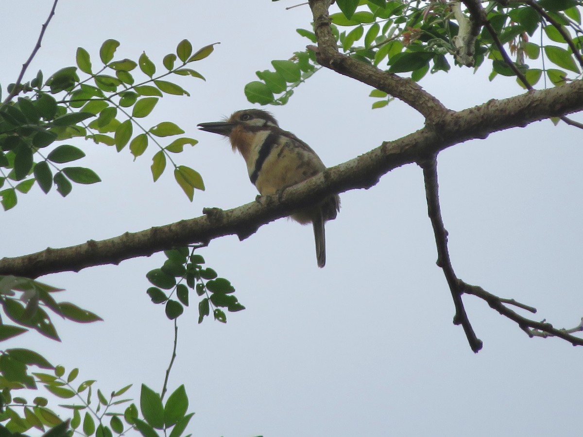 eBird Checklist - 13 Jan 2024 - Nuevo Vigía Emberá - 30 species