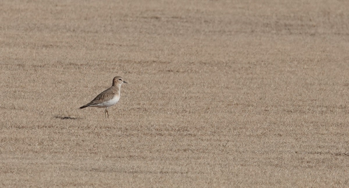 eBird Checklist - 14 Jan 2024 - Evergreen Turf Sod Farm--Tweedy/Pretzer ...