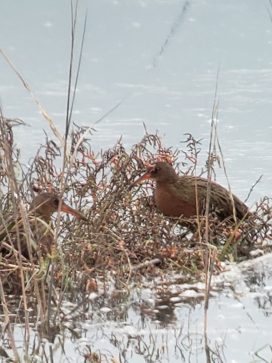eBird Checklist - 14 Jan 2024 - Upper Newport Bay Nature Preserve--Muth ...