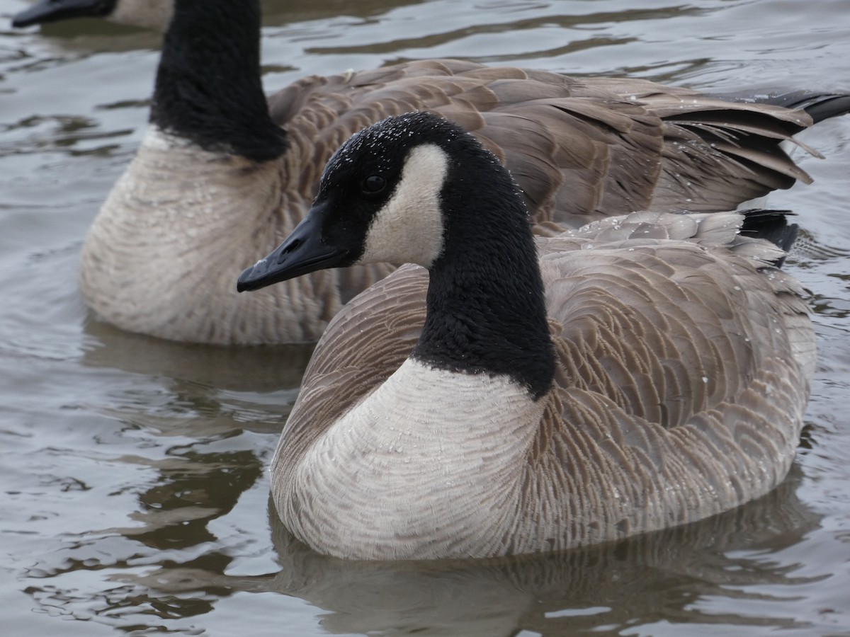 eBird Checklist - 14 Jan 2024 - Binder Lake - 18 species
