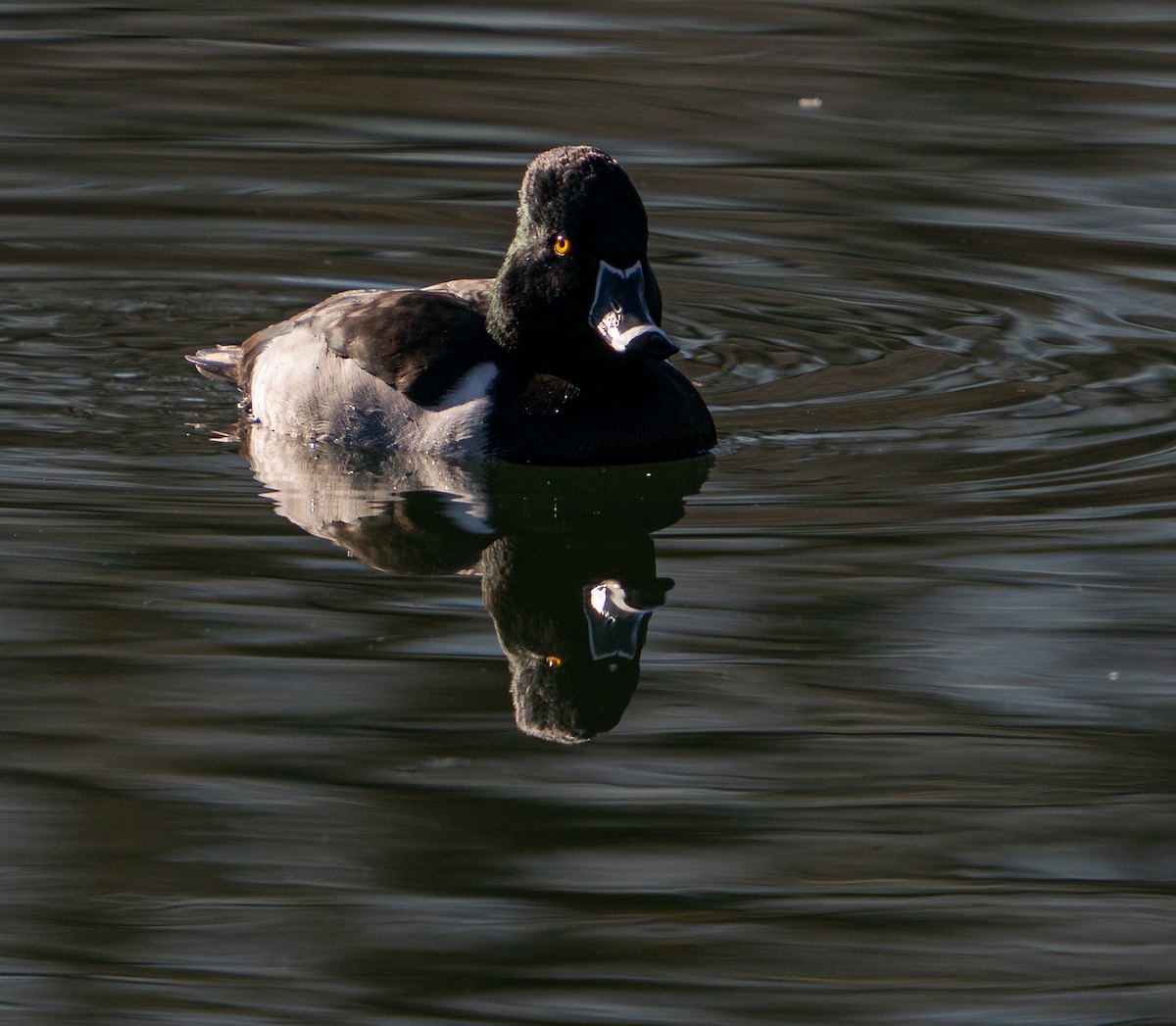 North Carolina Bird Atlas Checklist - 14 Jan 2024 - Warren Wilson ...
