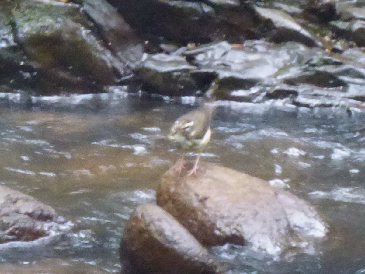 eBird Checklist - 14 Jan 2024 - Mount Hermon--American Dipper spot ...