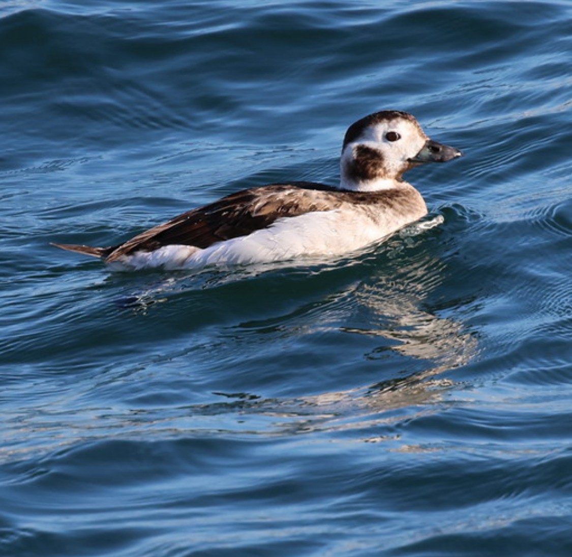 eBird Checklist - 14 Jan 2024 - Marina del Rey north jetty , Los ...