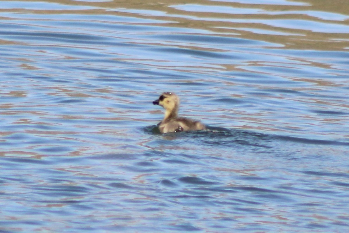 eBird Checklist - 8 May 2023 - Lind Coulee Island - 10 species