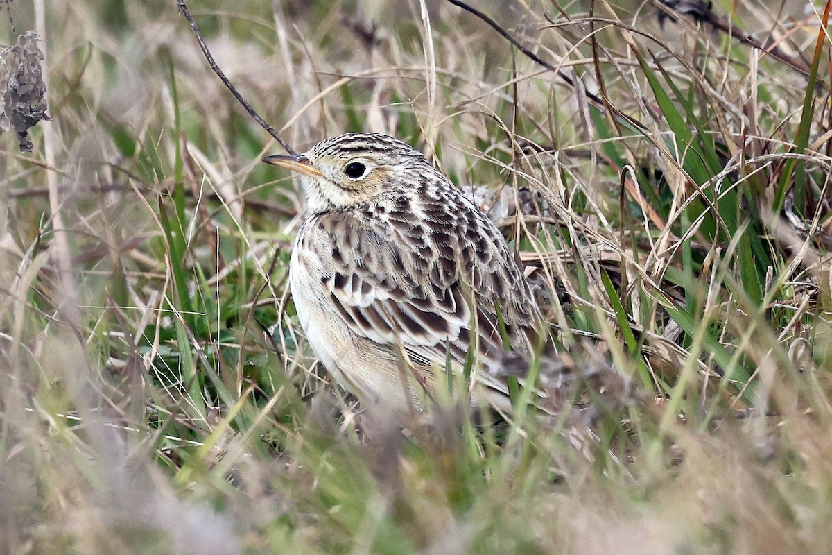 eBird Checklist - 14 Jan 2024 - Attwater Prairie Chicken NWR (CTC 004 ...